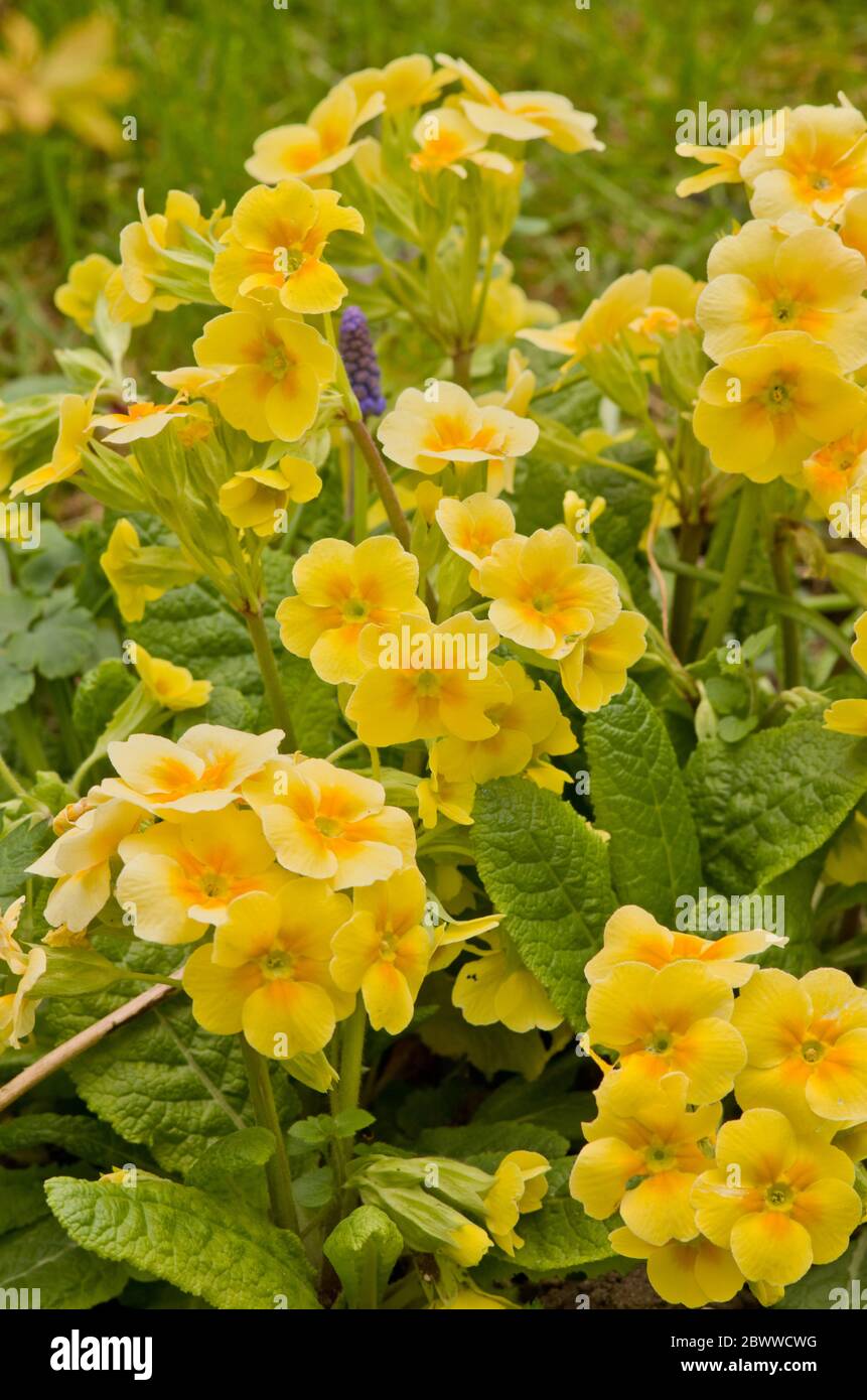 Primrose hybrid hi-res stock photography and images - Alamy