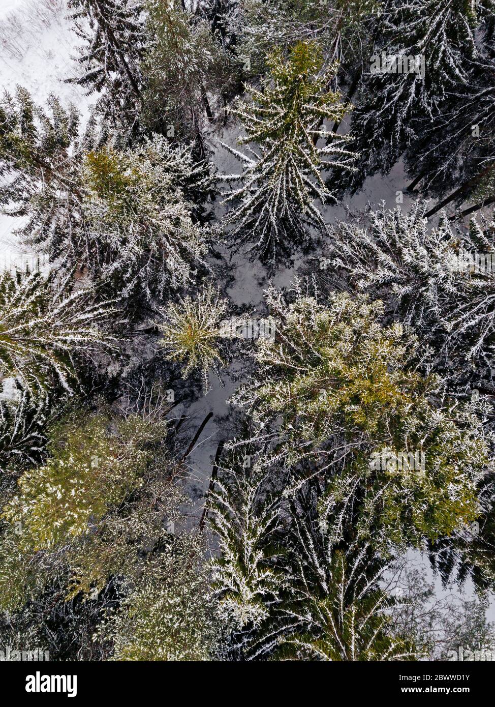 Coniferous forest russia hi-res stock photography and images - Alamy