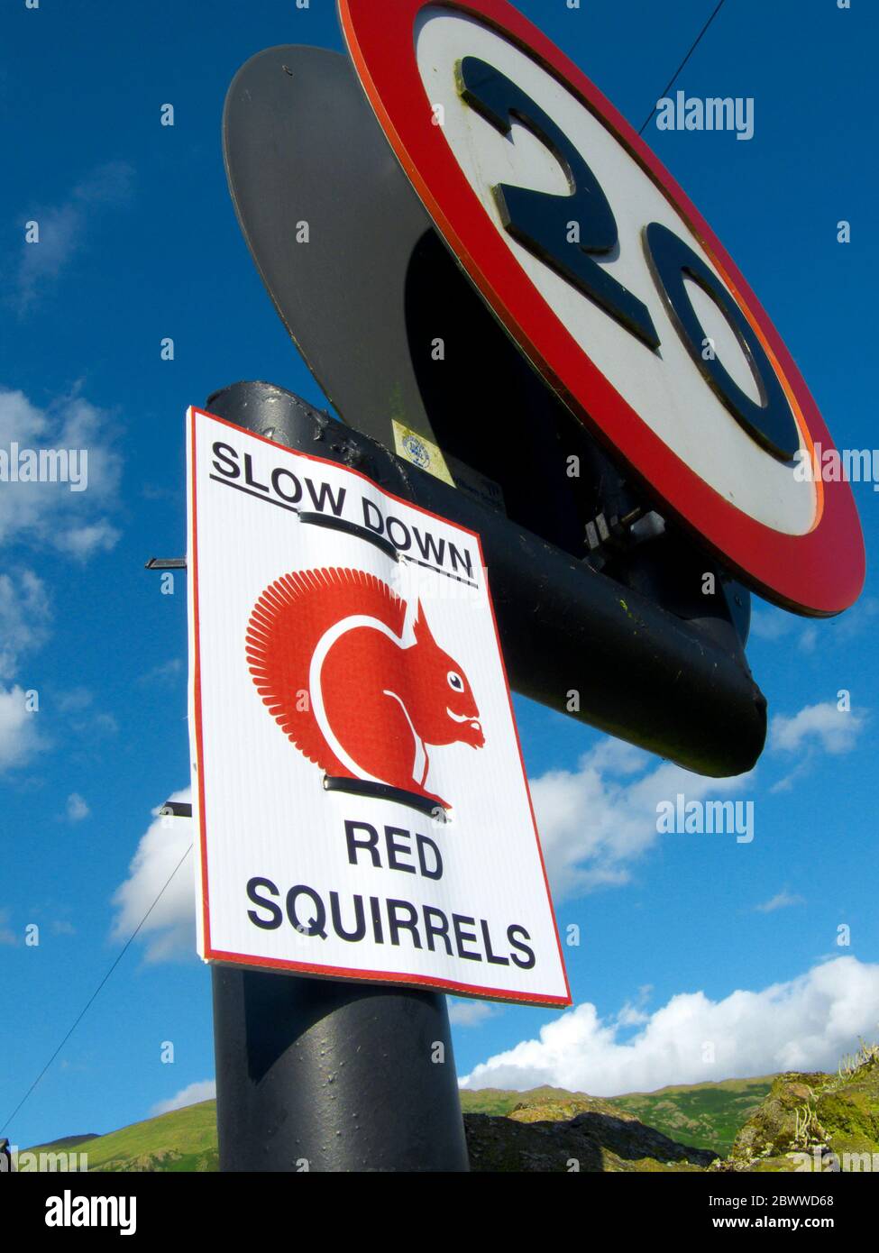 Red Squirrel warning sign on a road in the Lake District, Cumbria ...