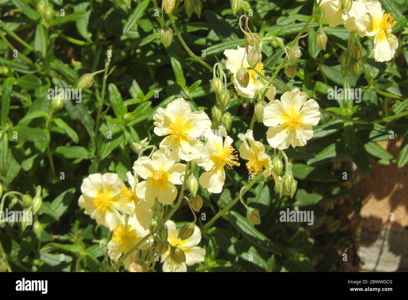 Mellow yellow rose hi-res stock photography and images - Alamy