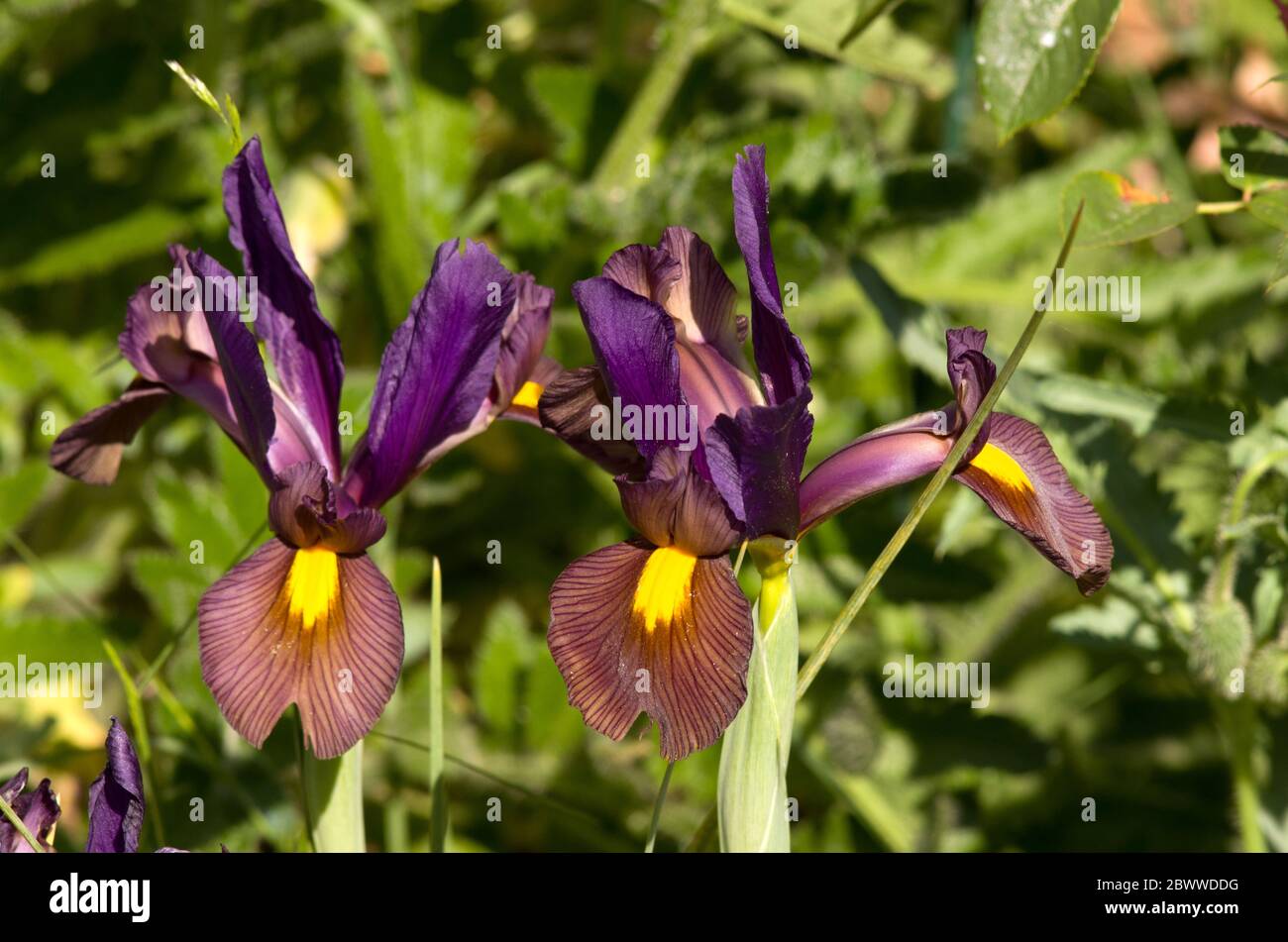 Dutch flower garden hi-res stock photography and images - Alamy