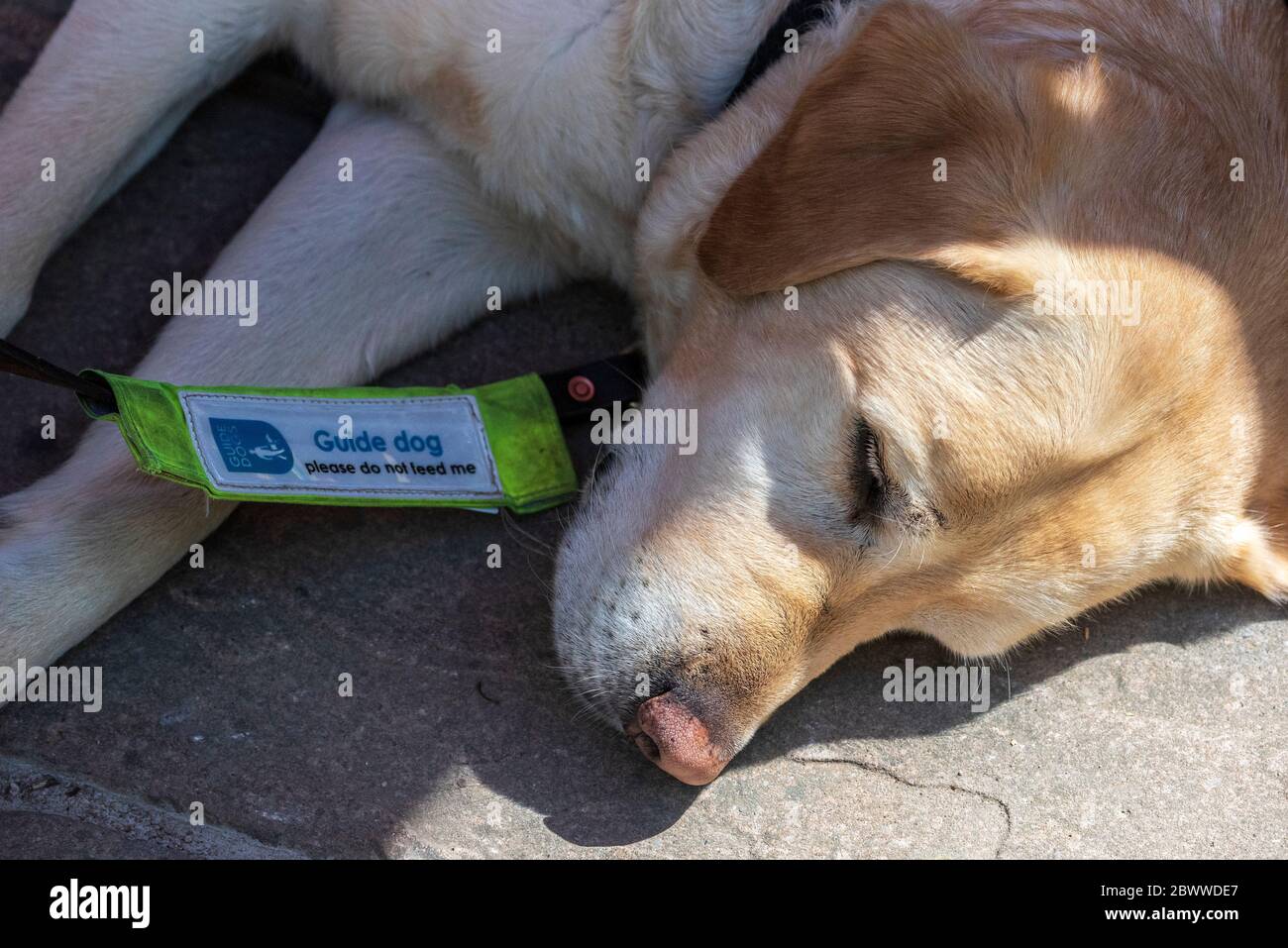 Sleeping labrador guide dog Stock Photo - Alamy