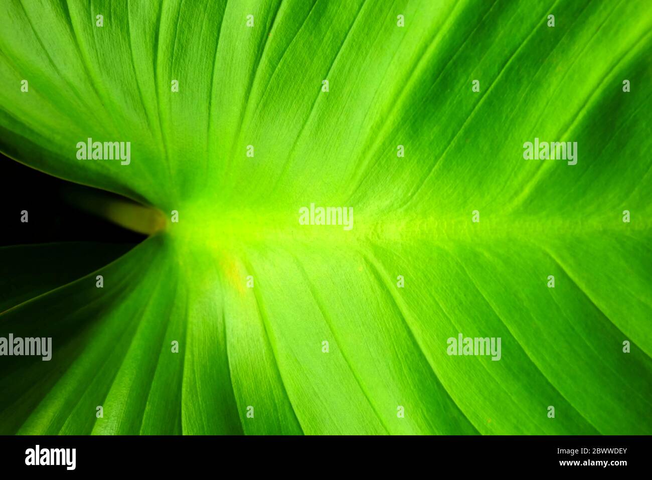 Close up, Green Leaf Texture Background in Horizontal Style Stock Photo ...