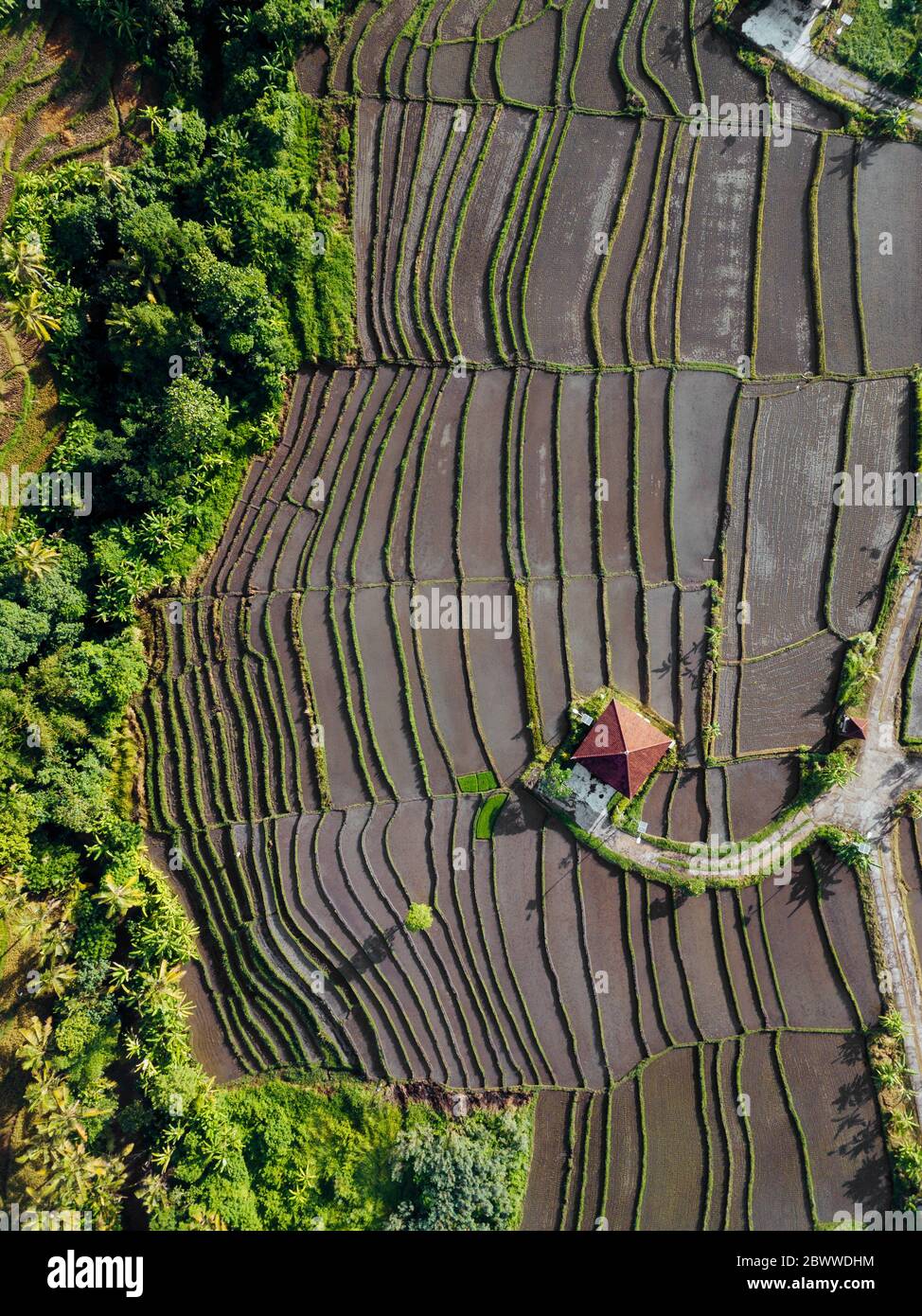Indonesia, Bali, Aerial view of terraced rice paddies Stock Photo - Alamy