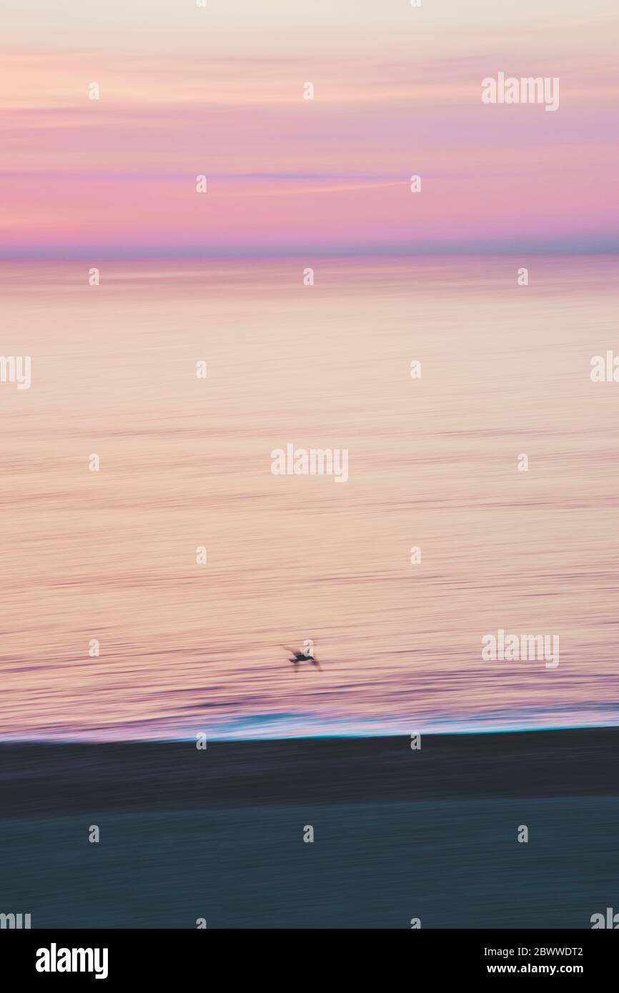 Silhouette seagull flying over beach against purple sky during sunrise ...