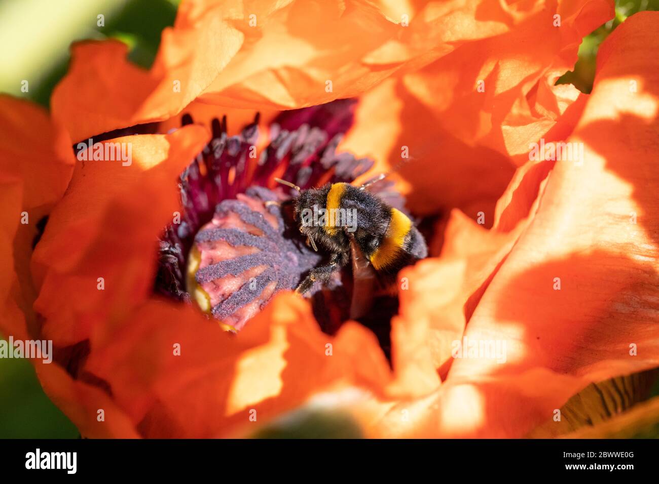 Bumble bee flying flower poppy hi-res stock photography and images - Alamy