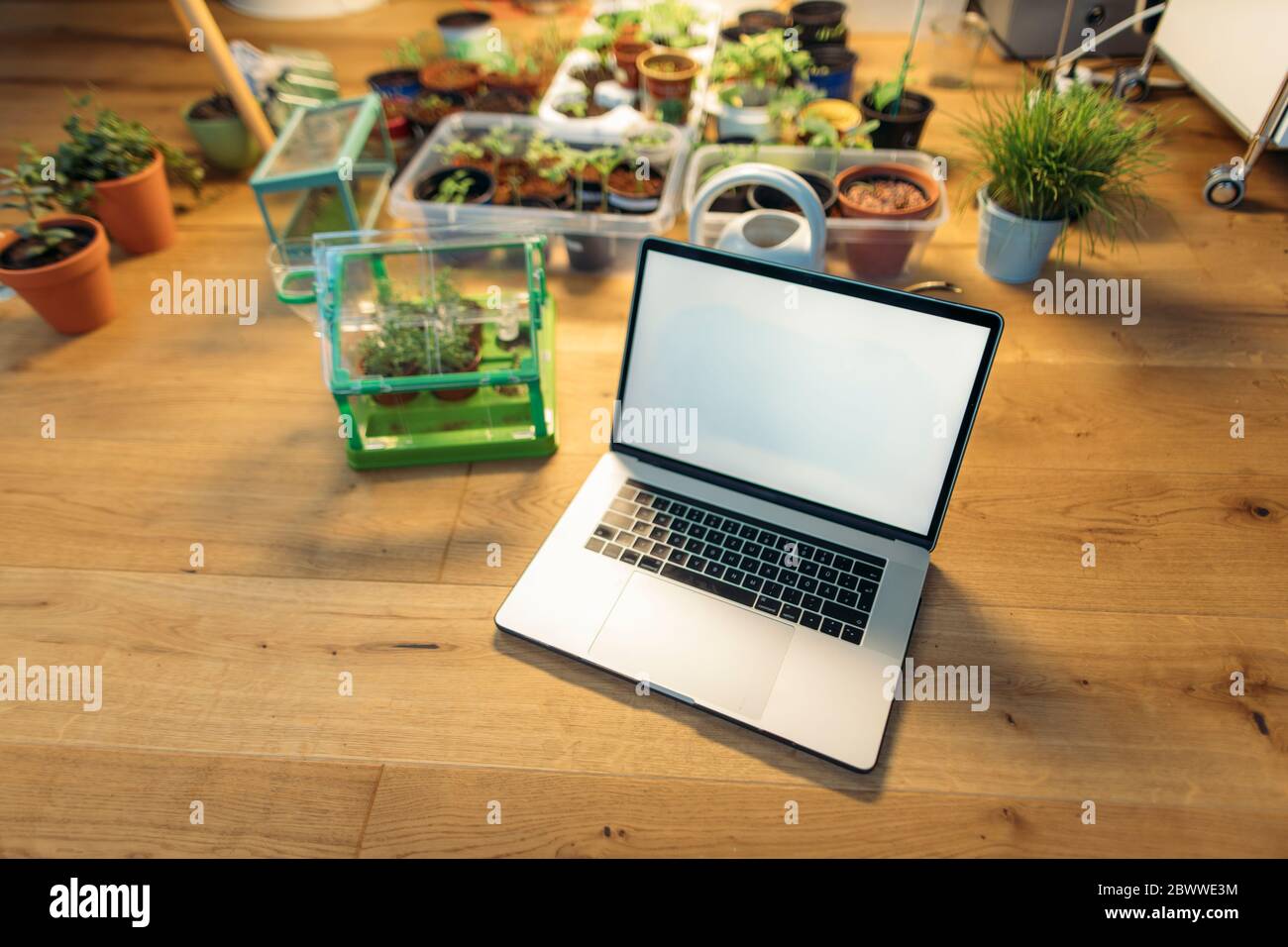 Plant next to laptop hi-res stock photography and images - Alamy