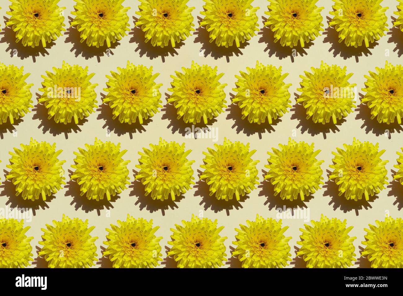 Pattern of rows of yellow flower heads Stock Photo - Alamy