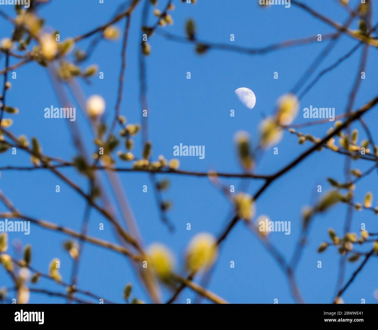 Moon Through Tree Branches High Resolution Stock Photography and Images ...