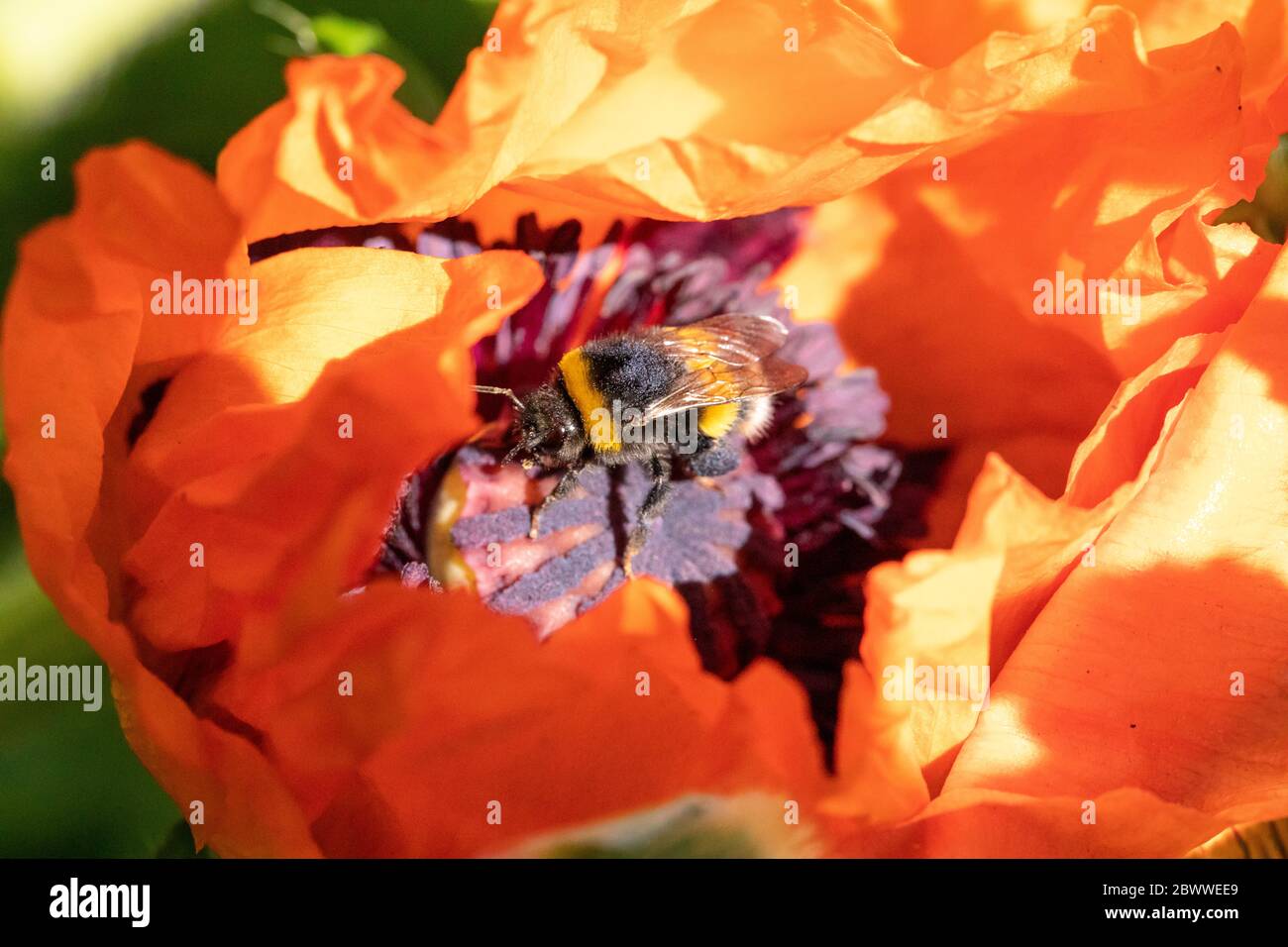 Bumble bee flying flower poppy hi-res stock photography and images - Alamy