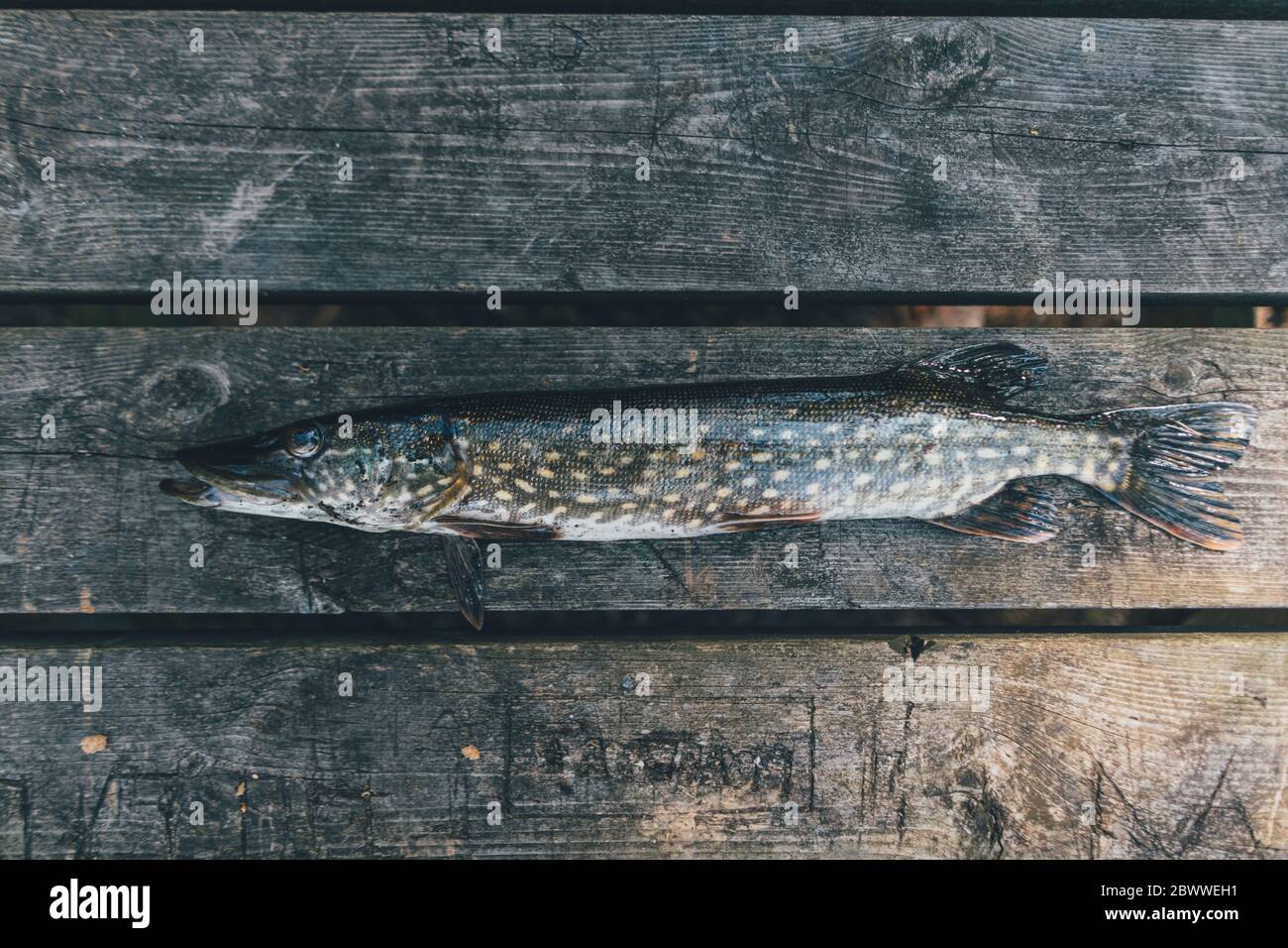 Caught pike hi-res stock photography and images - Alamy