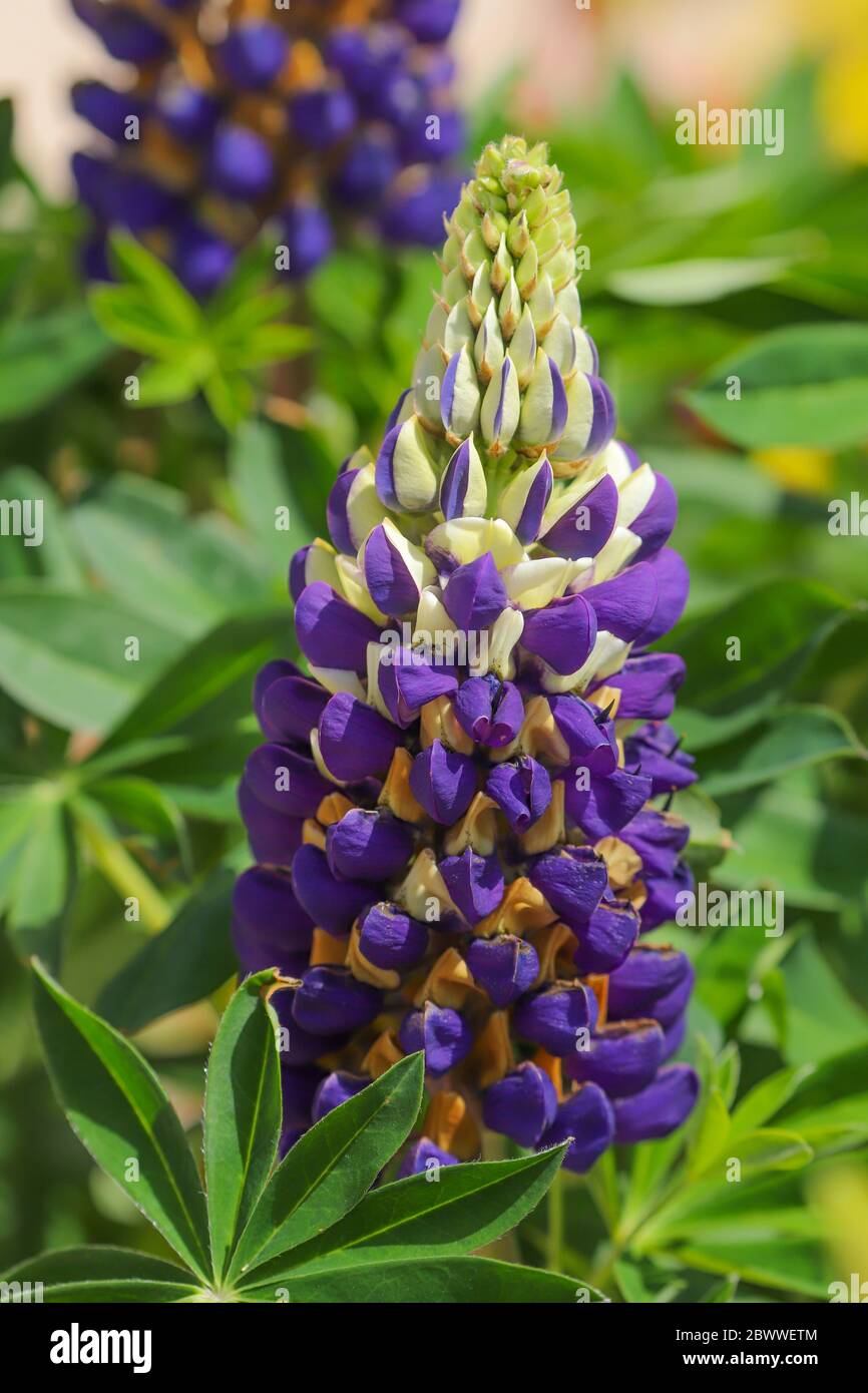 Close up of a purple and white lupin flower growing in a garden Stock ...