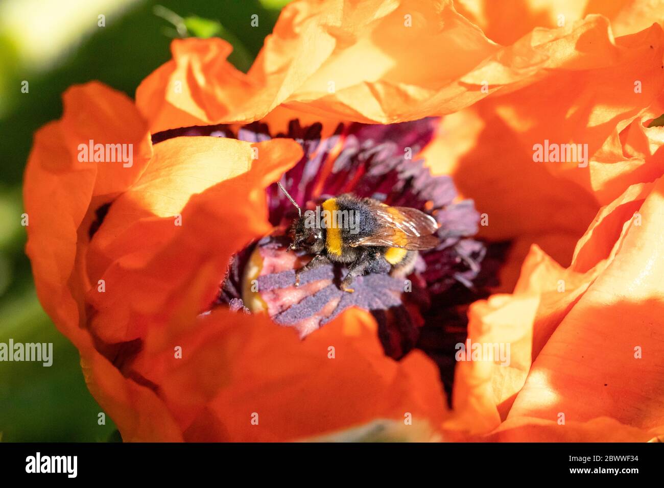Bumble bee flying flower poppy hi-res stock photography and images - Alamy