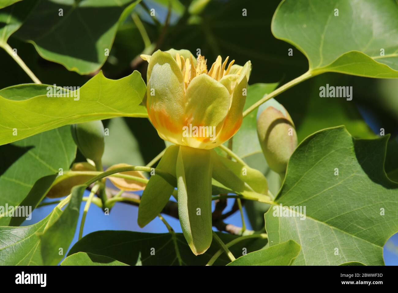 Tulip Tree (liriodendron Tulipifera) High Resolution Stock Photography ...