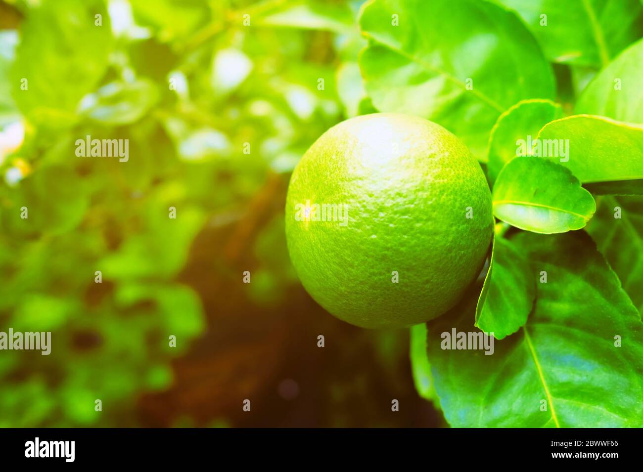 Close up Lime Tree in Garden with Light Leak in the Morning Stock Photo ...