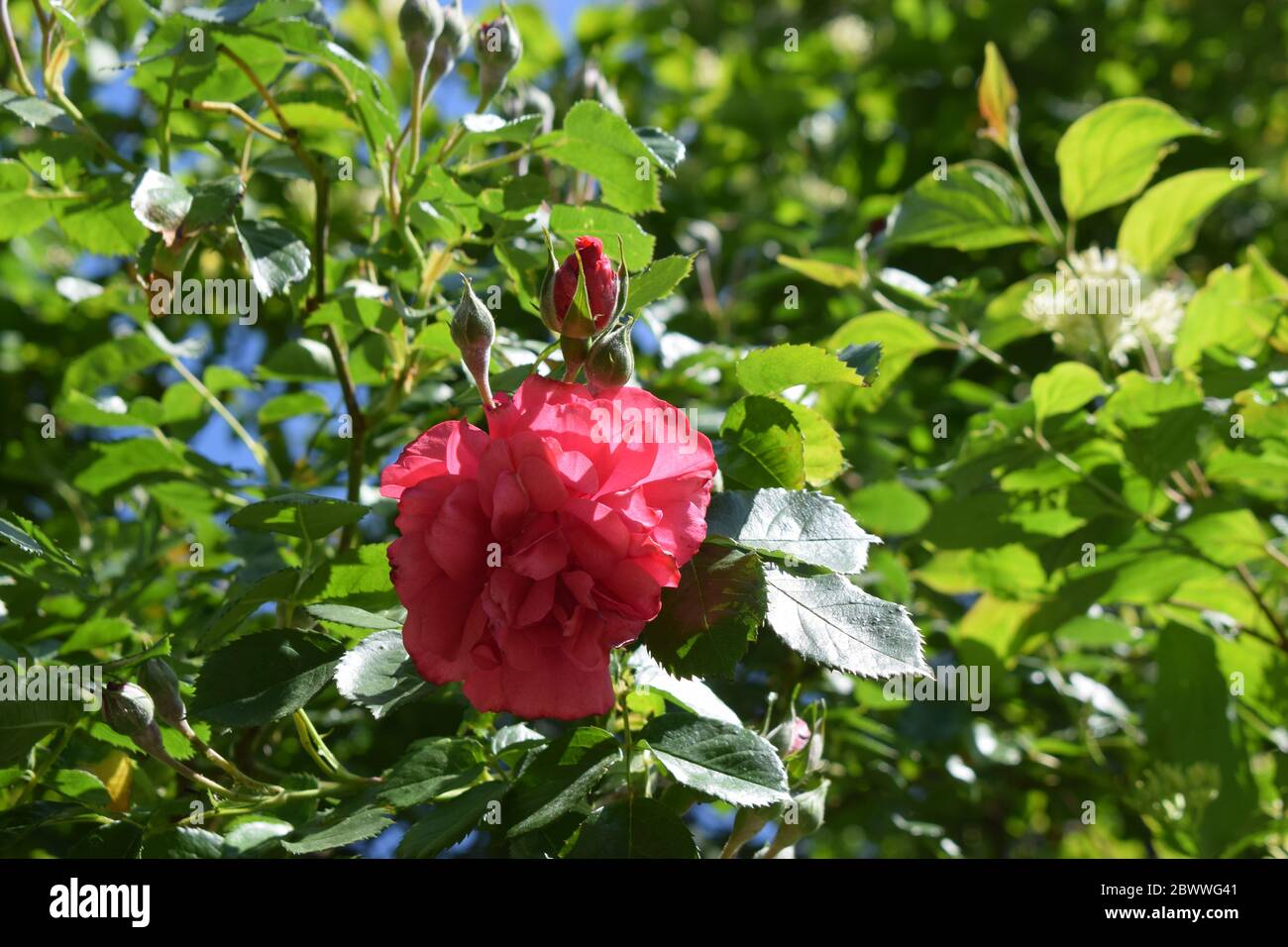 red rose bush Stock Photo - Alamy