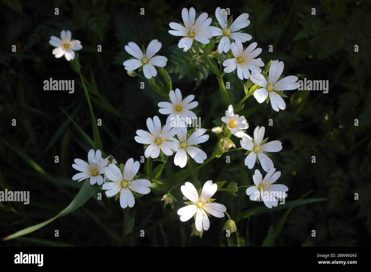 Stitchwort, woodland plant Stock Photo - Alamy