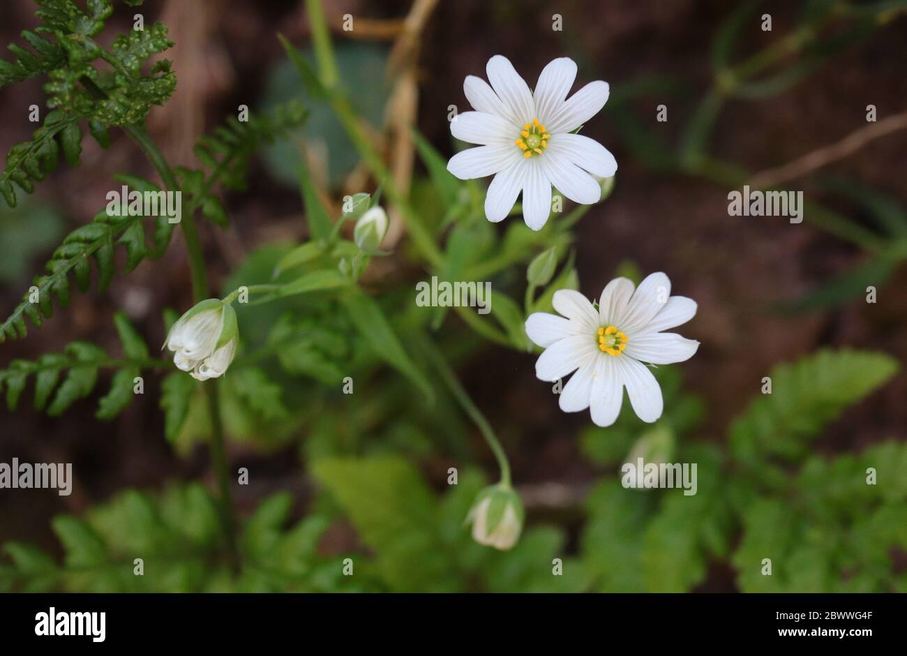 Stitchwort, woodland plant Stock Photo - Alamy