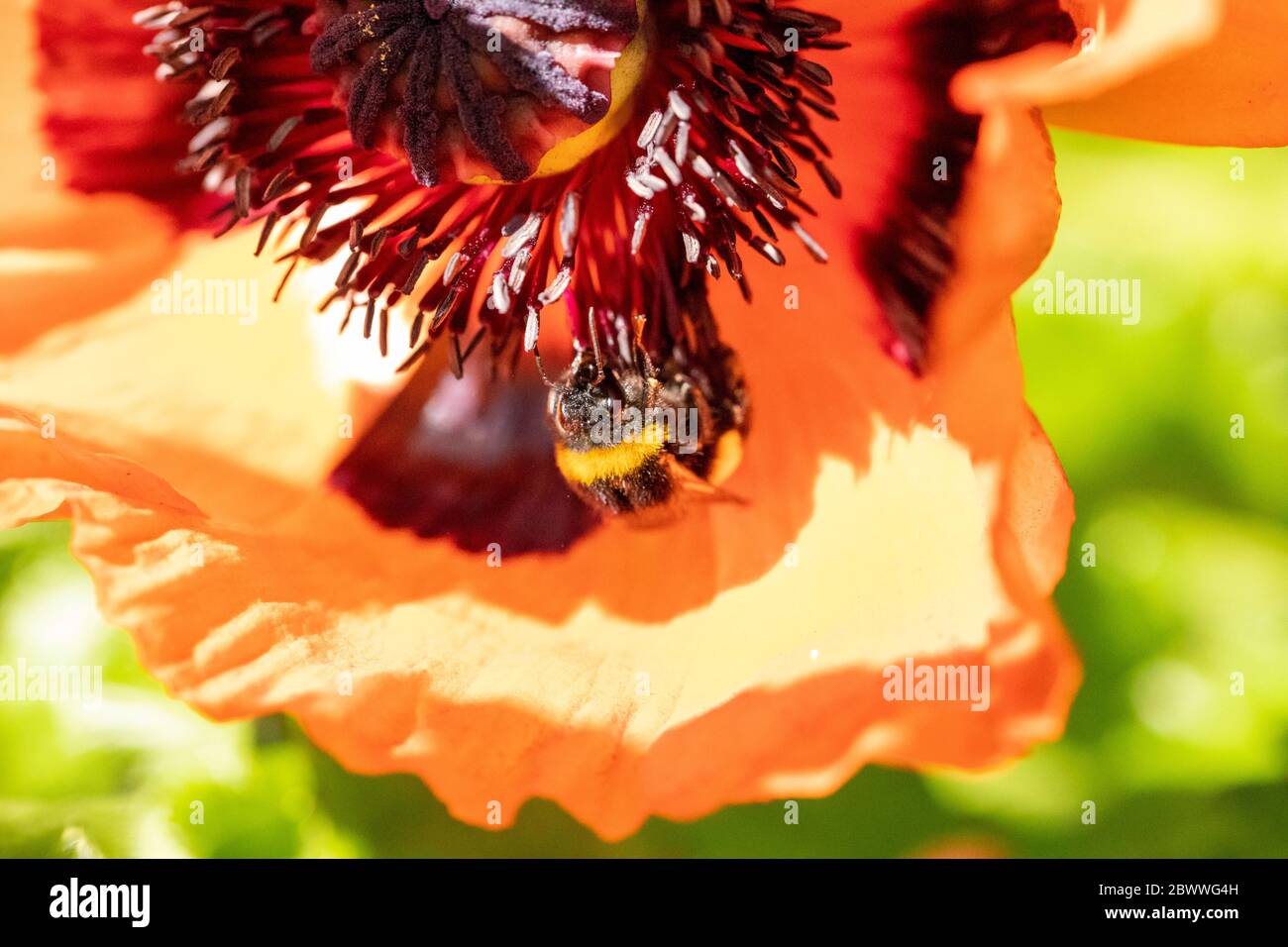 Bumble bee flying flower poppy hi-res stock photography and images - Alamy