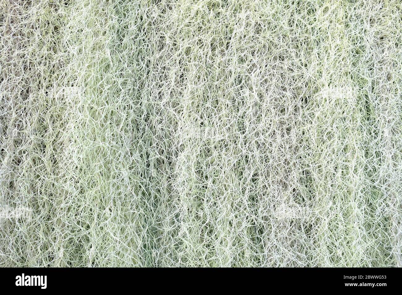 Close up spanish moss hanging hi-res stock photography and images - Alamy