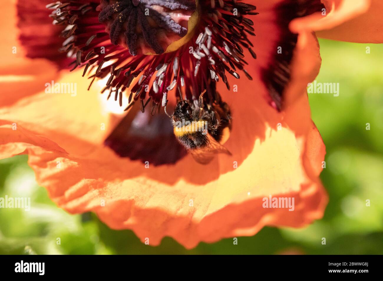 Bumble bee flying flower poppy hi-res stock photography and images - Alamy