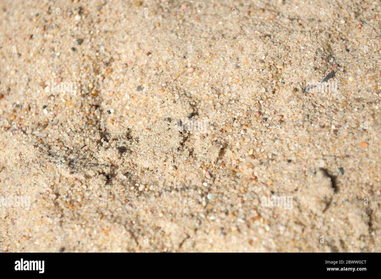 Sandy background hi-res stock photography and images - Alamy