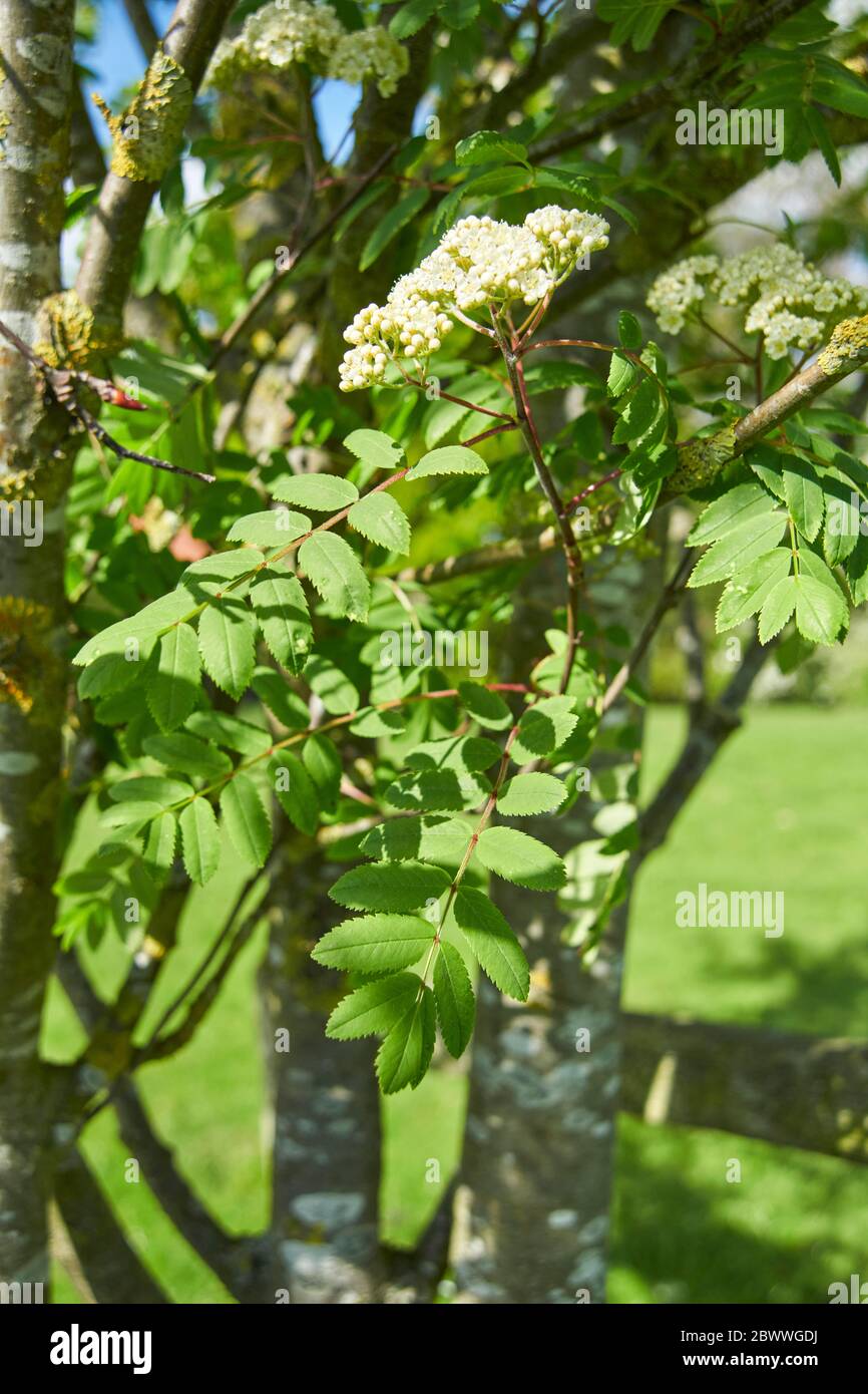 Rowan Tree (Sorbus Aucuparia) in full flower in the bright summer ...