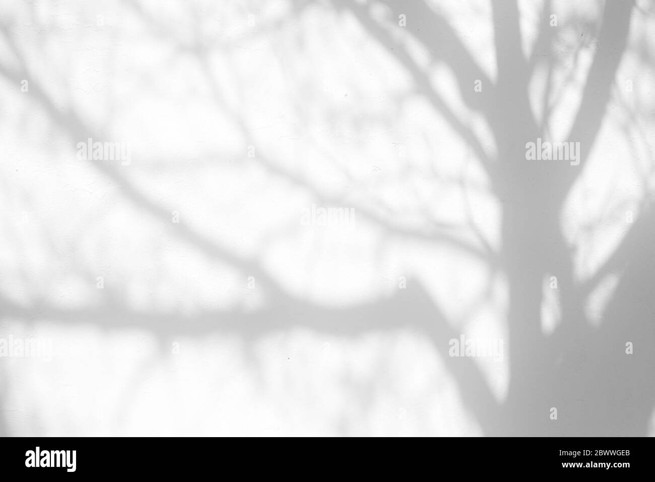 Background blurred shadows branches Black and White Stock Photos ...