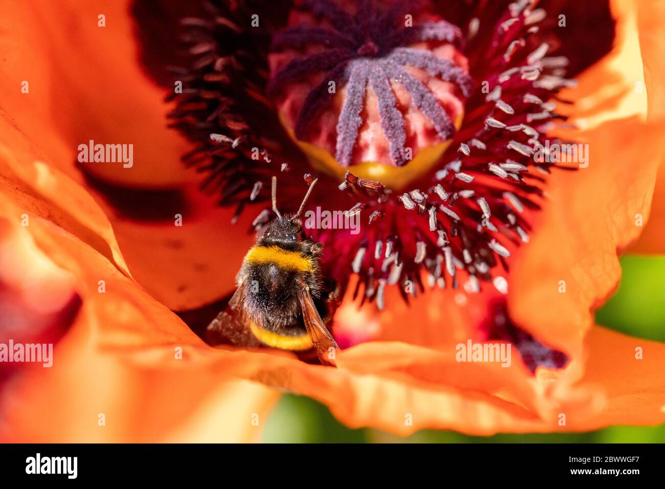 Bumble bee flying flower poppy hi-res stock photography and images - Alamy