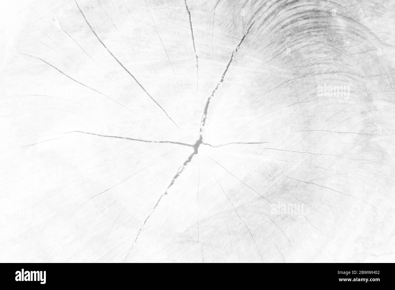 Cutting trunk hi-res stock photography and images - Alamy