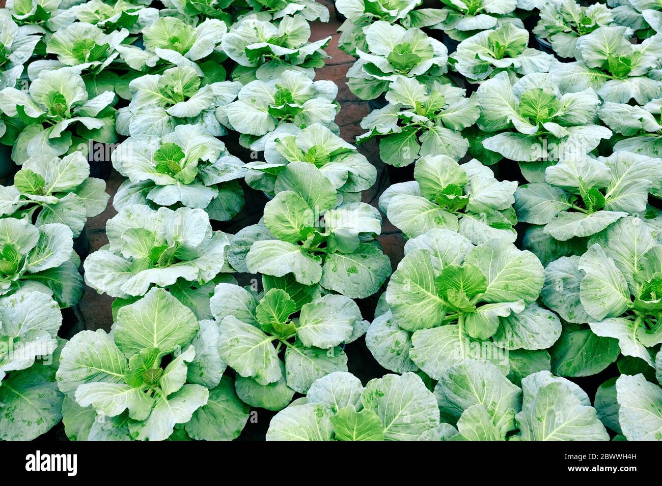 Coconut sapling hi-res stock photography and images - Alamy