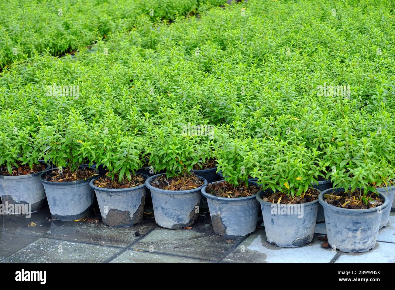 Tree saplings pots hi-res stock photography and images - Alamy
