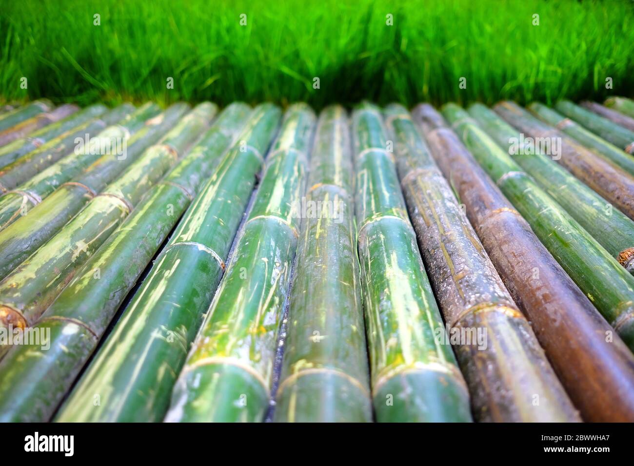 Close up Bamboo Pavement with Lawn Background Stock Photo - Alamy