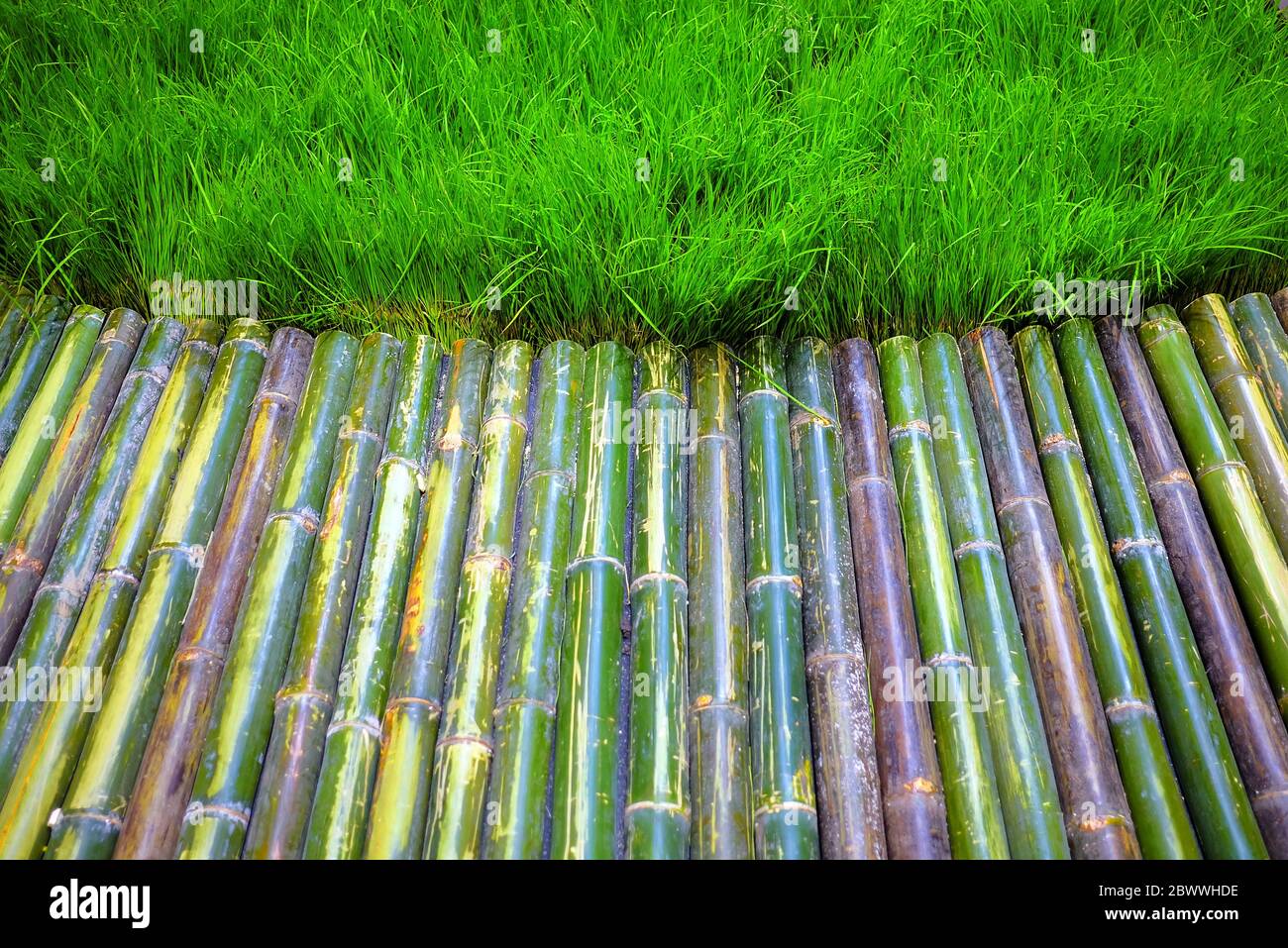 Close up Bamboo Pavement with Lawn Background Stock Photo - Alamy