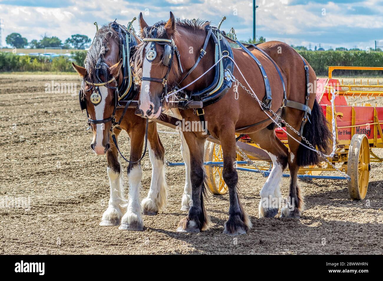 Two horses working the land pulling a farm implement Stock Photo - Alamy