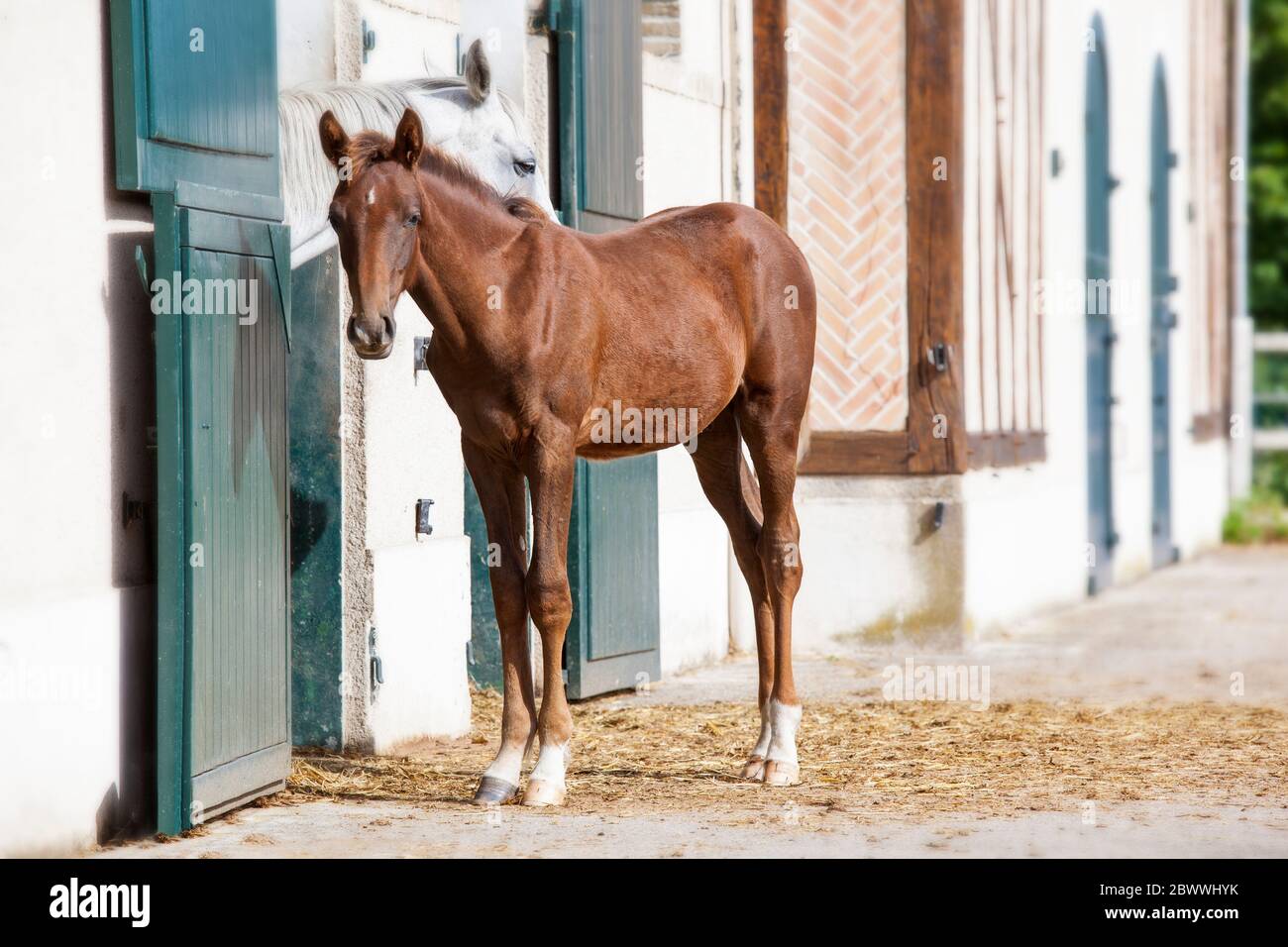 Brown colt with mare Stock Photo - Alamy