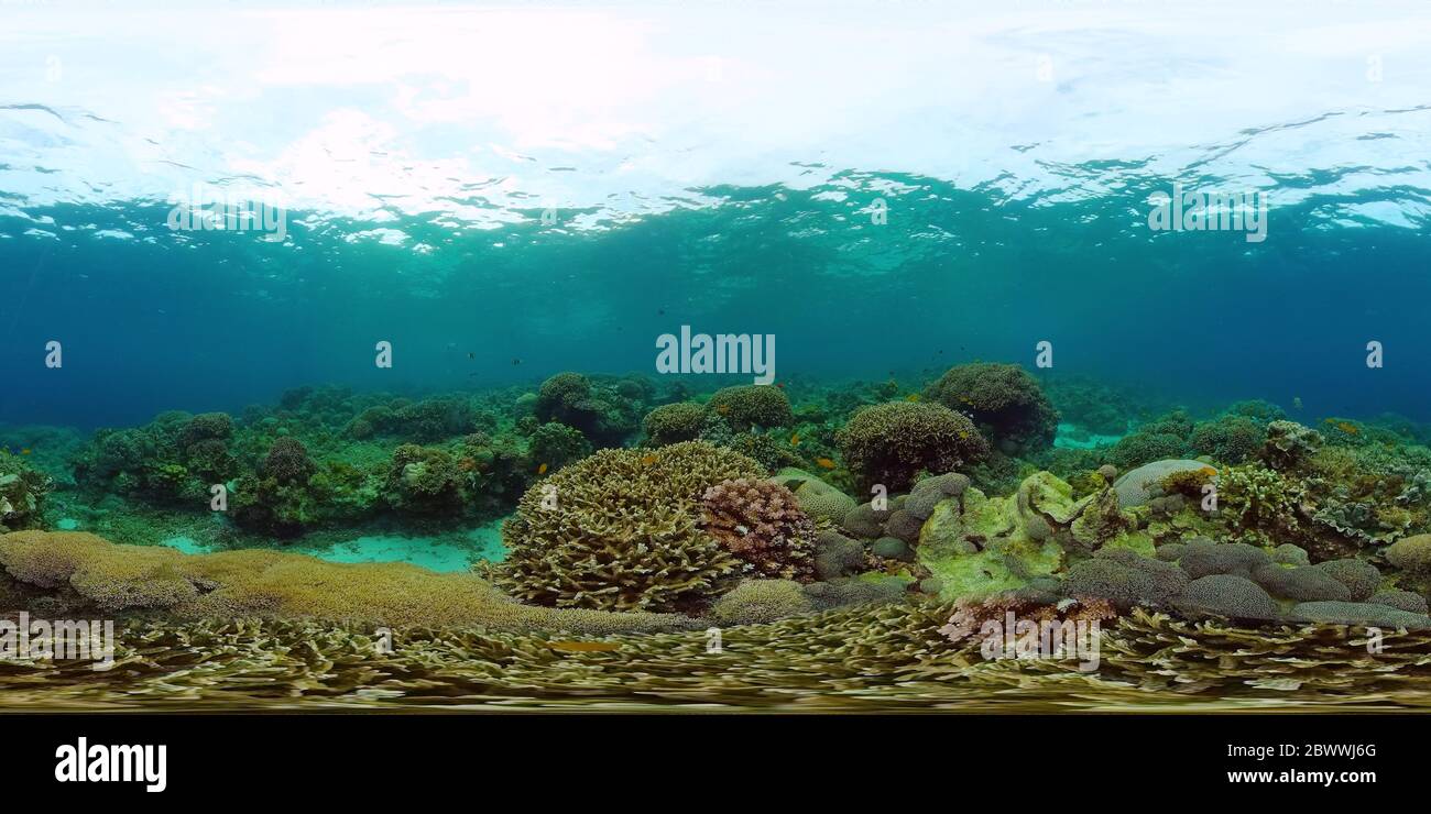Tropical fishes and coral reef at diving. Beautiful underwater world ...