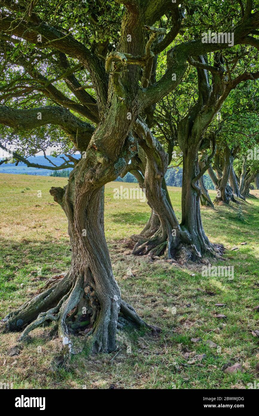 Oak trees hill hi-res stock photography and images - Alamy