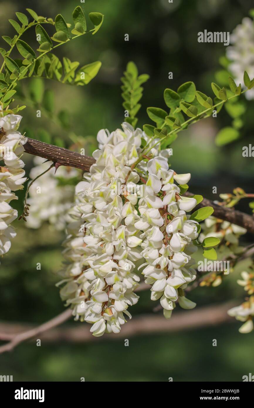 White flowers of black locust (latin name Robinia pseudoaccacia) in ...