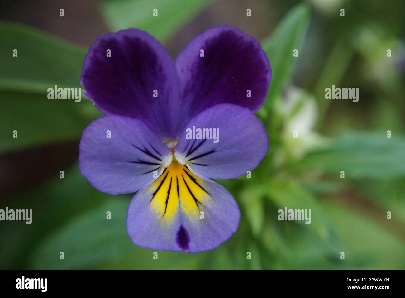 Magical and joyful hi-res stock photography and images - Alamy