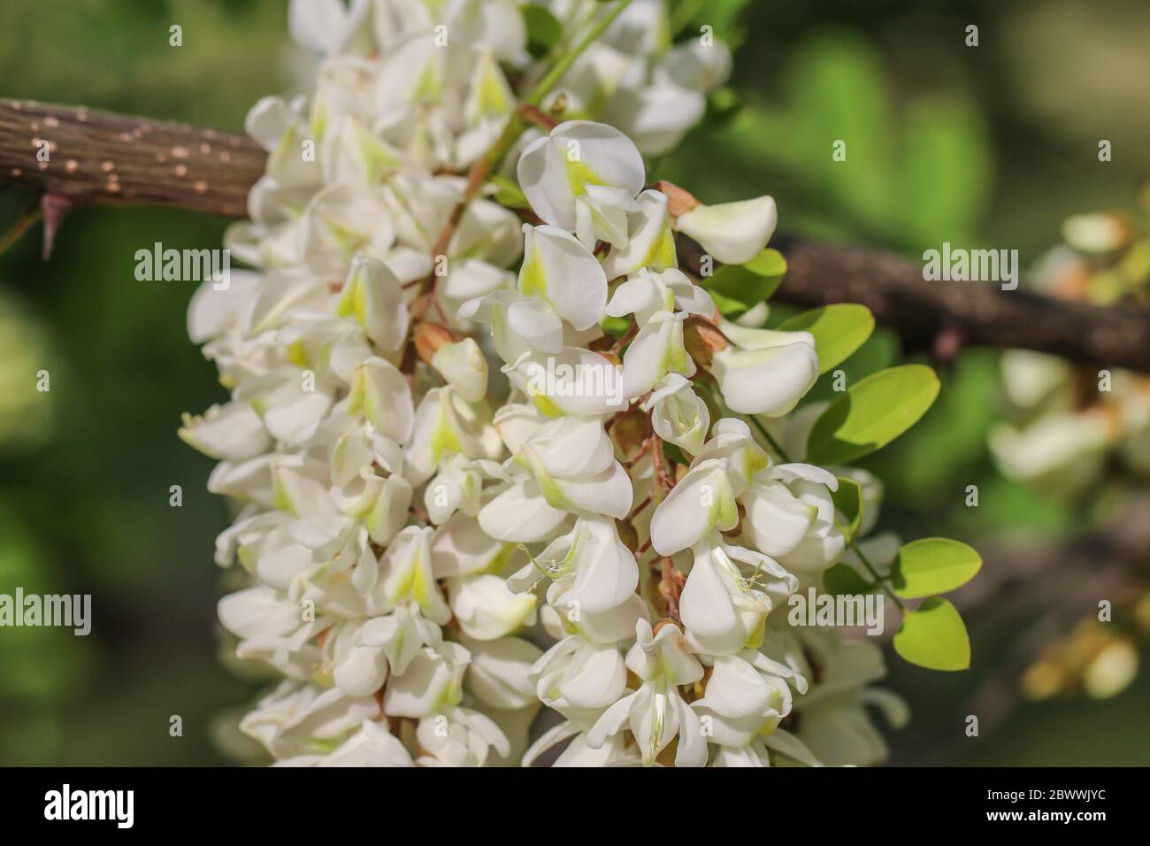 White flowers of black locust (latin name Robinia pseudoaccacia) in ...