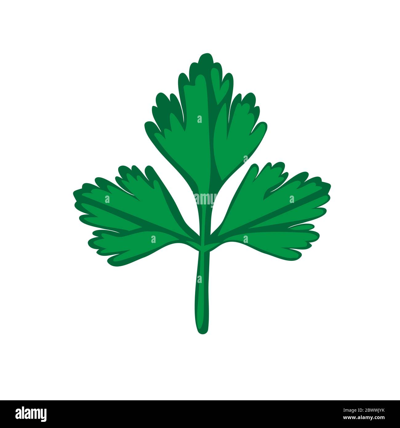 Green parsley leaf on a white isolated background. Vector image Stock ...