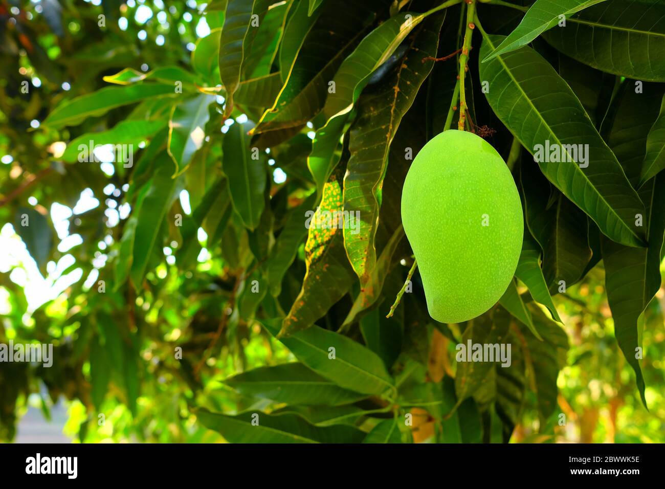 Young mango tree thailand hi-res stock photography and images - Alamy