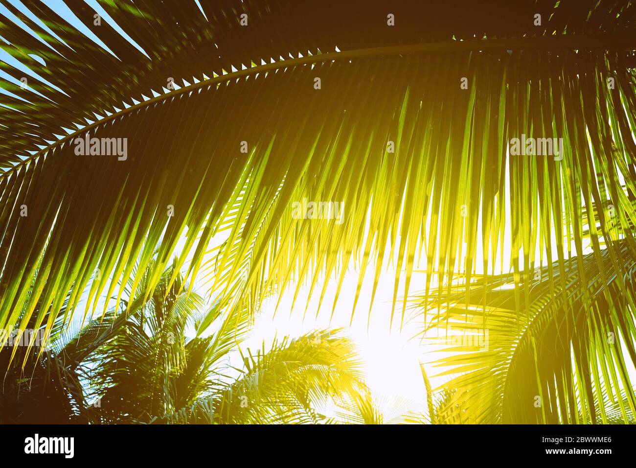Coconut Leaves with Light Leak Background Stock Photo - Alamy
