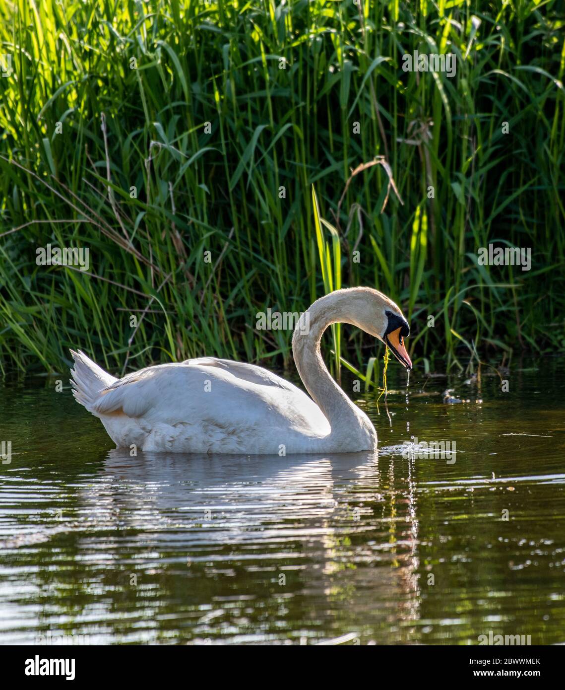 Cygnet swans hi-res stock photography and images - Alamy