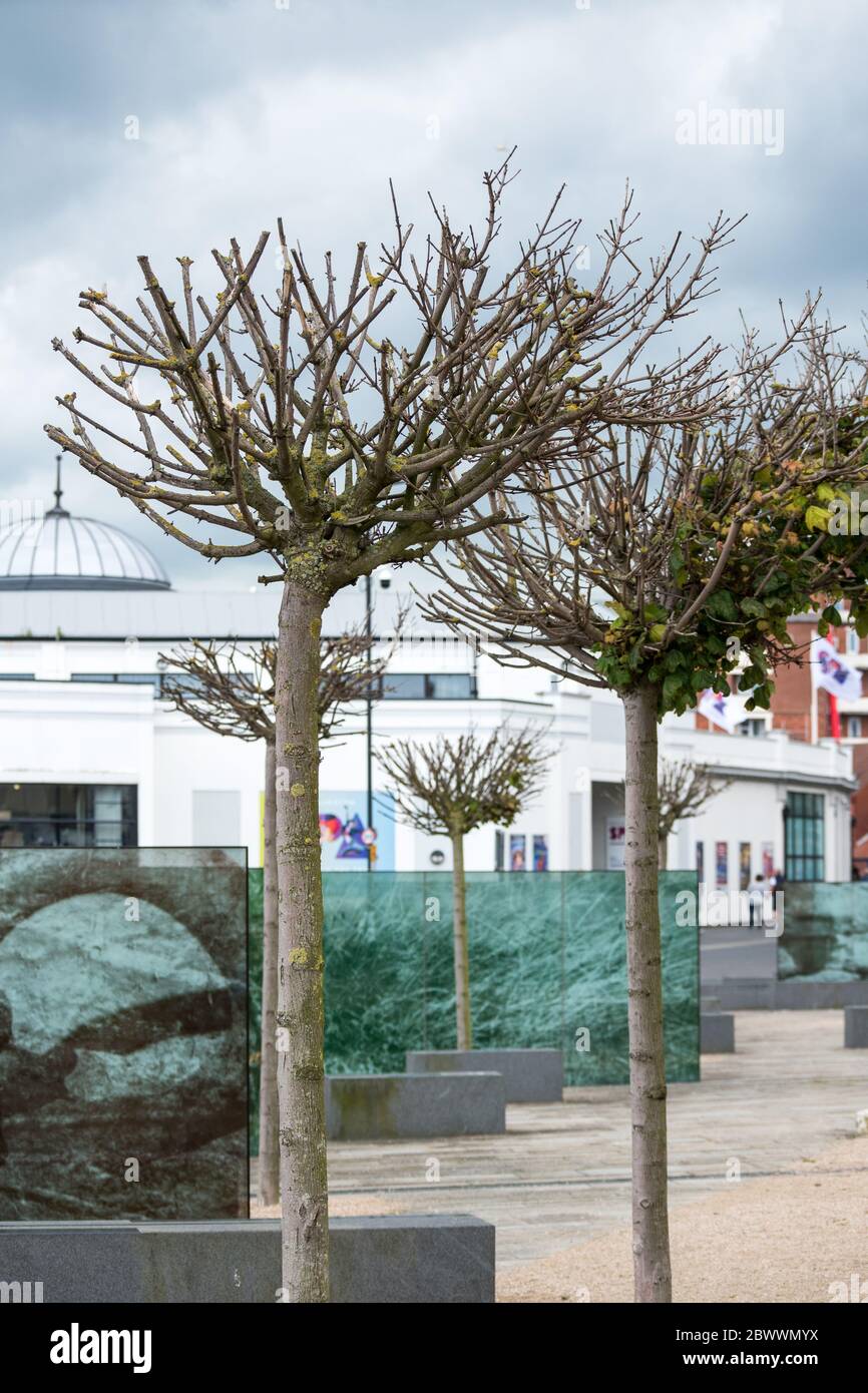 Pollarded Tree Garden High Resolution Stock Photography and Images - Alamy