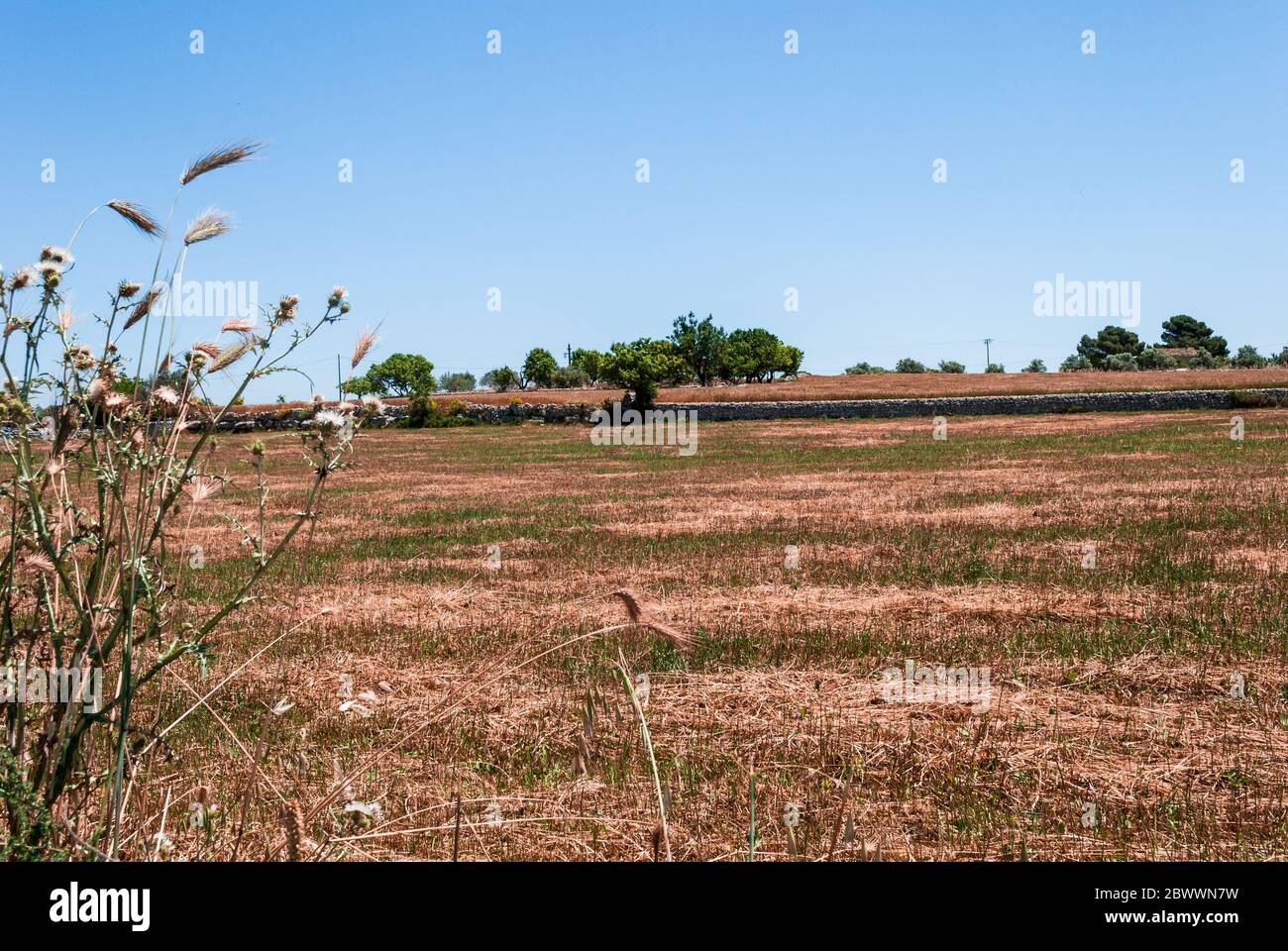 colors of june in sicily Stock Photo - Alamy