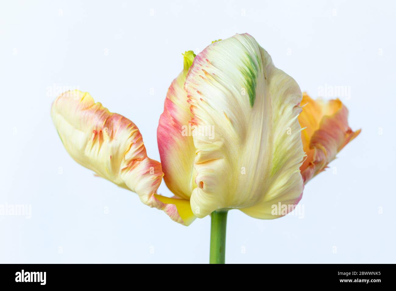 Macro studio shot of a Salmon Parrot Tulip bloom isolated against a white background, UK Stock ...