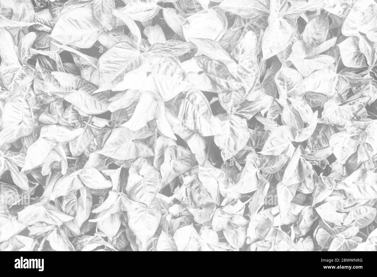 Line art palm leaf Black and White Stock Photos & Images - Alamy