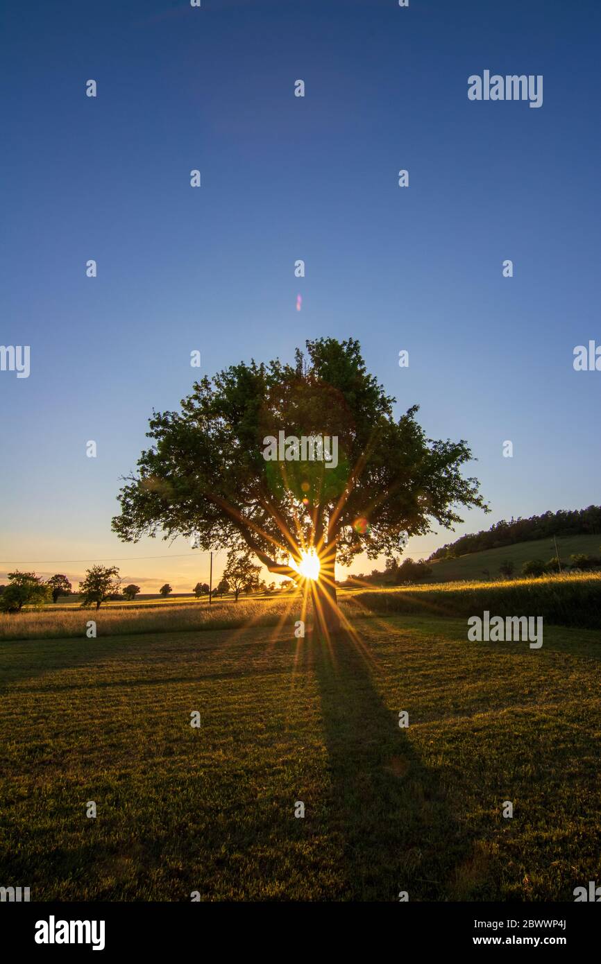 Rural landscape with a hill and a single tree at sunrise with warm ...